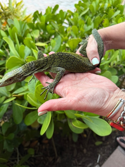 Biak Green Tree Monitor Biak Tree Monitor by CAW Exotics