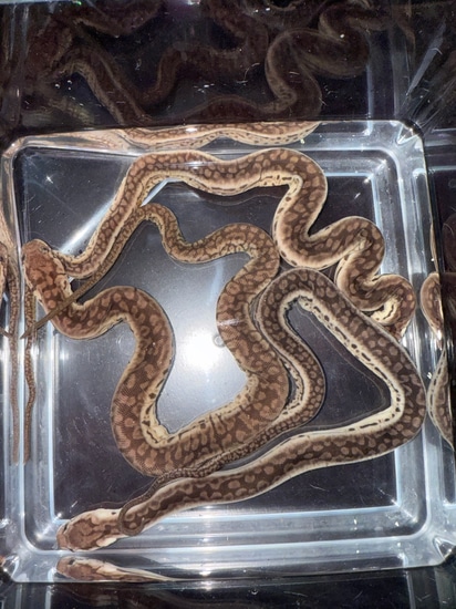 Javan Elephant Trunk Snakes More Colubrid by CAW Exotics