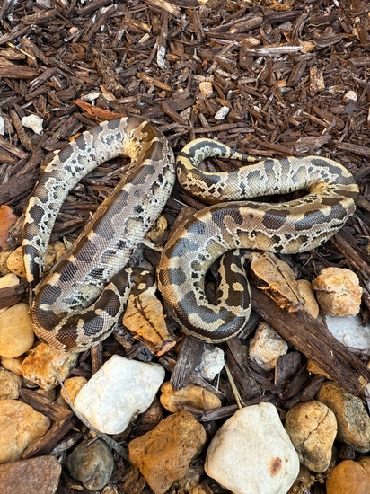 2025 Sumatran Black Shortail Pythons Sumatran Short-Tailed Python by ...