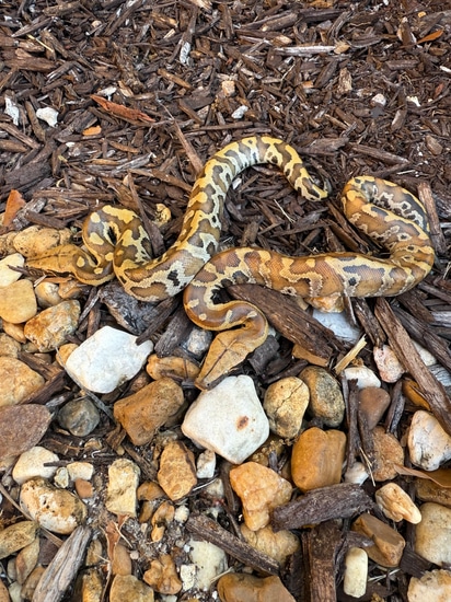 2025 Sumatran Red Blood Pythons Sumatran Short-Tailed Python by CAW Exotics