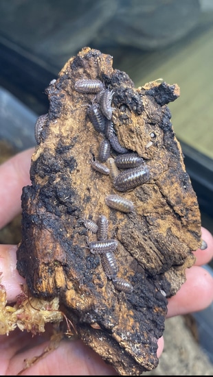 10ct Platin Tung Song Isopod by Podsbylogan