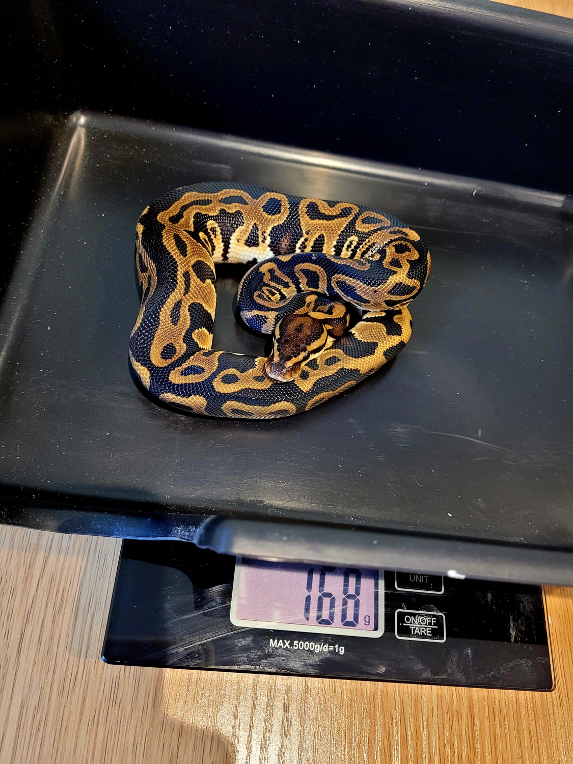 Leopard 100% Het Clown 50% Het Ghost Ball Python by Dovorian family ...