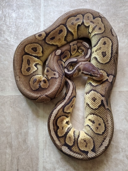 Pewter 66% Het Puzzle Ball Python by Python Genetics