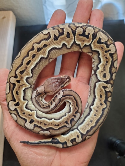 Cinnamon Puzzle Ball Python by Python Genetics