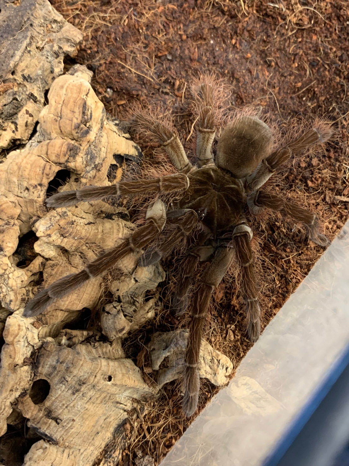 Goliath Bird Eater 'Theraphosa Blondi' Mature Female Tarantula by Cold ...