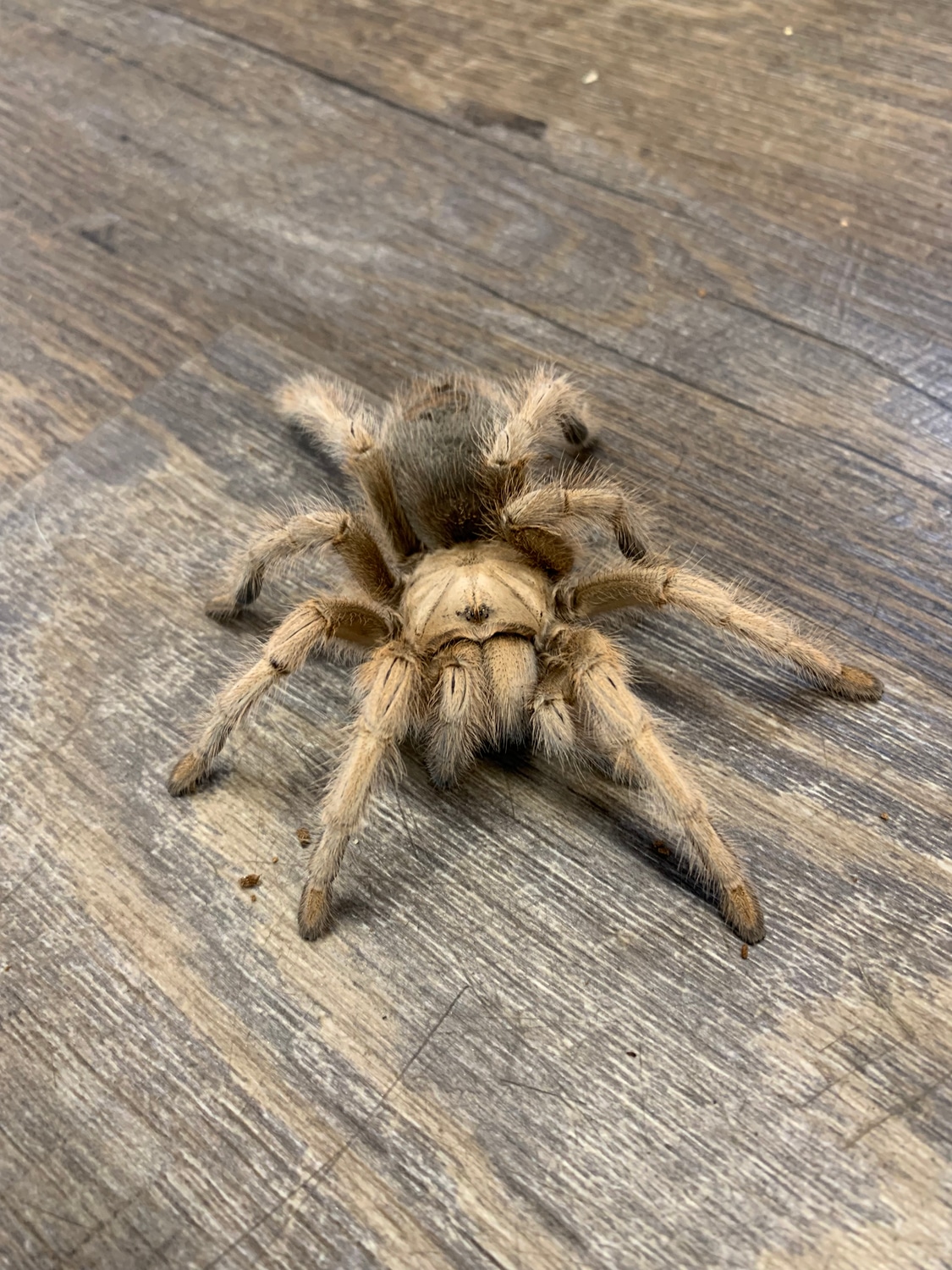 Arizona Blonde 'Aphonopelma Chalcodes' Tarantula by Cold Blooded And ...