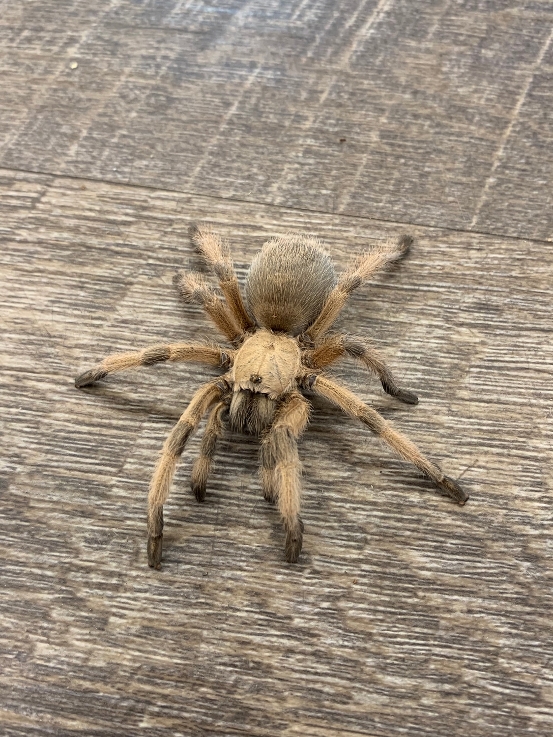 Rio Grande Gold 'Aphonopelma Moderatum' Tarantula by Cold Blooded And ...