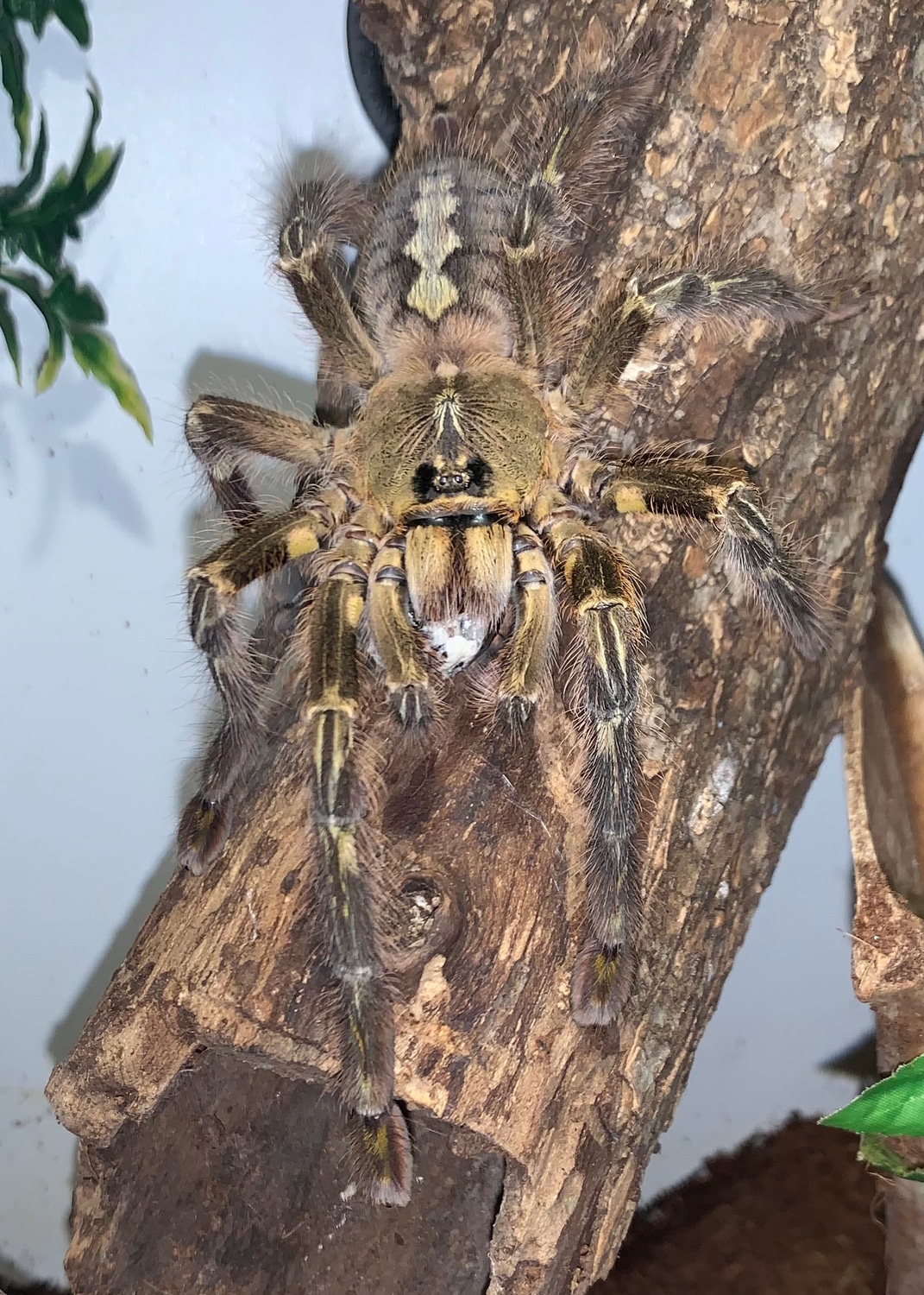 Red Slate Ornamental 'Poecilotheria Rufilata' Mature Female Tarantula ...