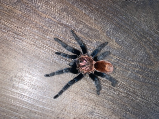 Mexican Copper Head 'Bonnetina Minax Tarantula by Cold Blooded And Bizarre