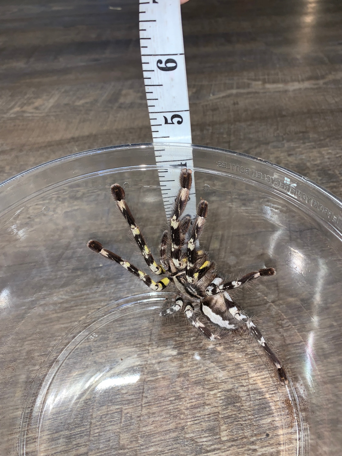 Indian Ornamental "Poecilotheria Regalis" Tarantula by Cold Blooded And ...