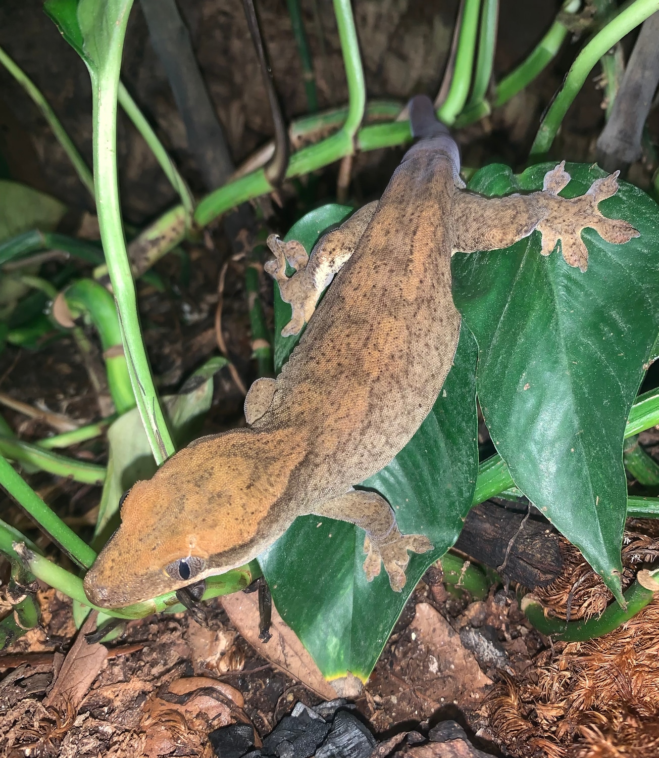 Male Sarasins Gecko- "Correlophus Sarasinorum"- Ready To Breed More ...