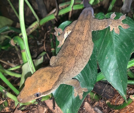 Cold Blooded And Bizarre - MorphMarket