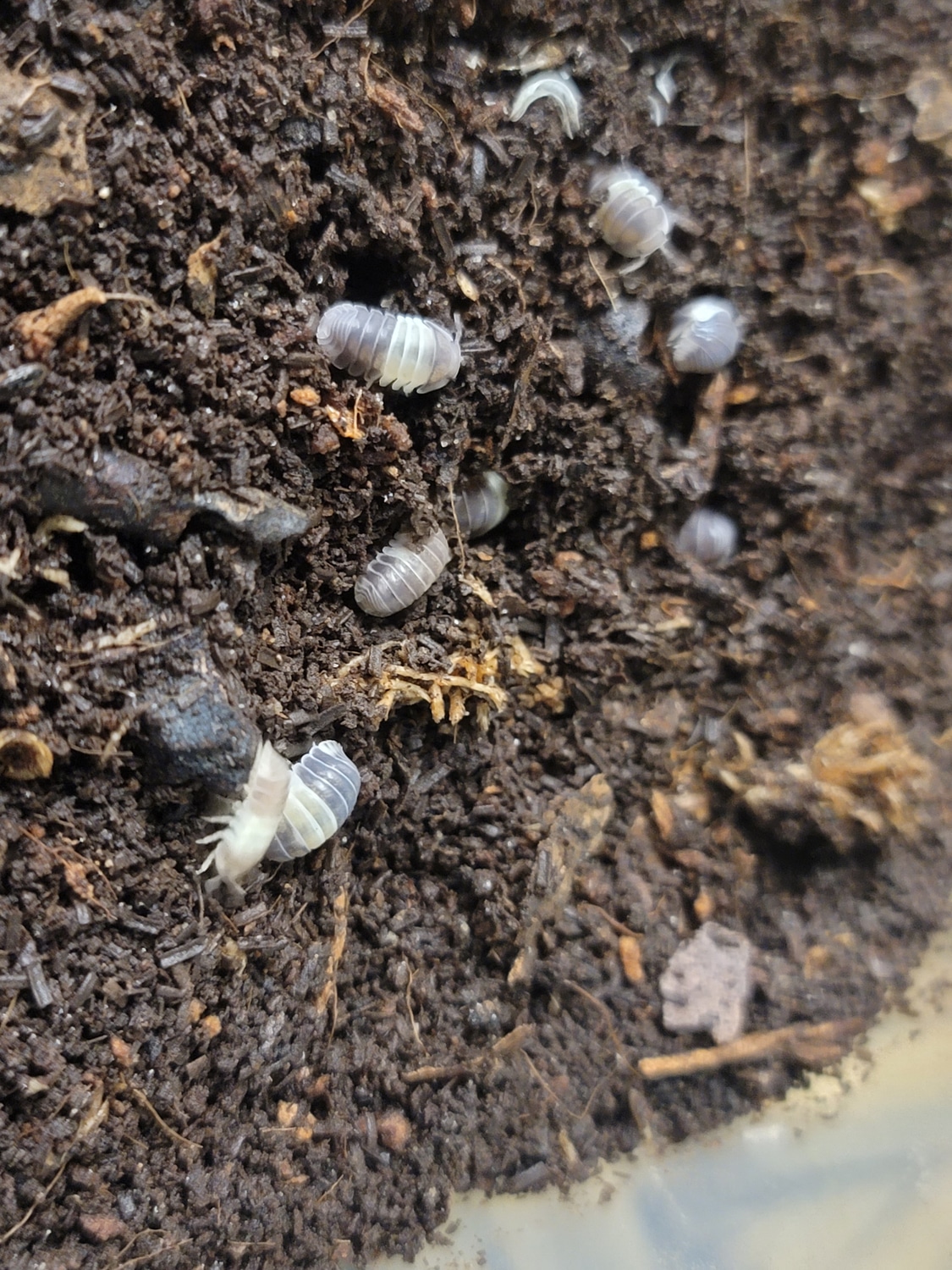 Panda King "Cubaris Sp. Panda King" Isopod by Cold Blooded And Bizarre ...