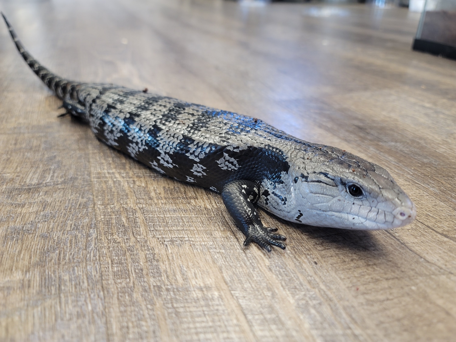 Axanthic Halmahera Blue-Tongue Skink Halmahera Blue-Tongued Skink by ...