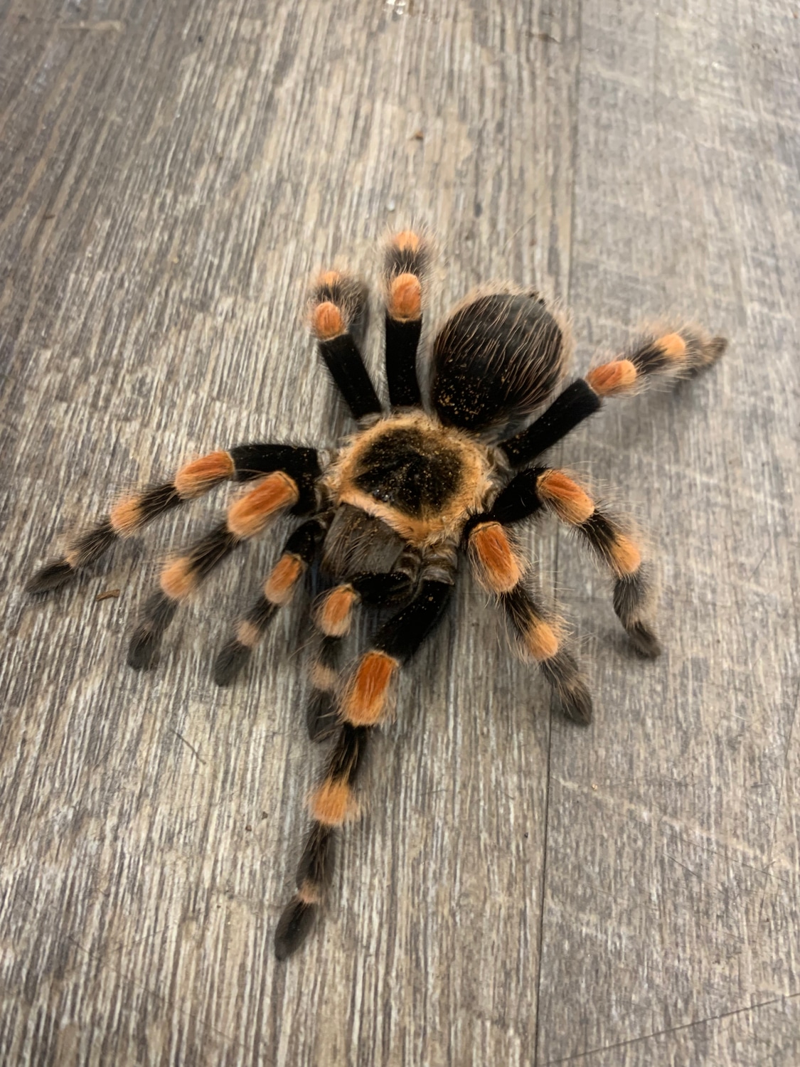 Captive-Bred Mexican Orange Knee "Brachypelma Smithi" Tarantula by Cold ...