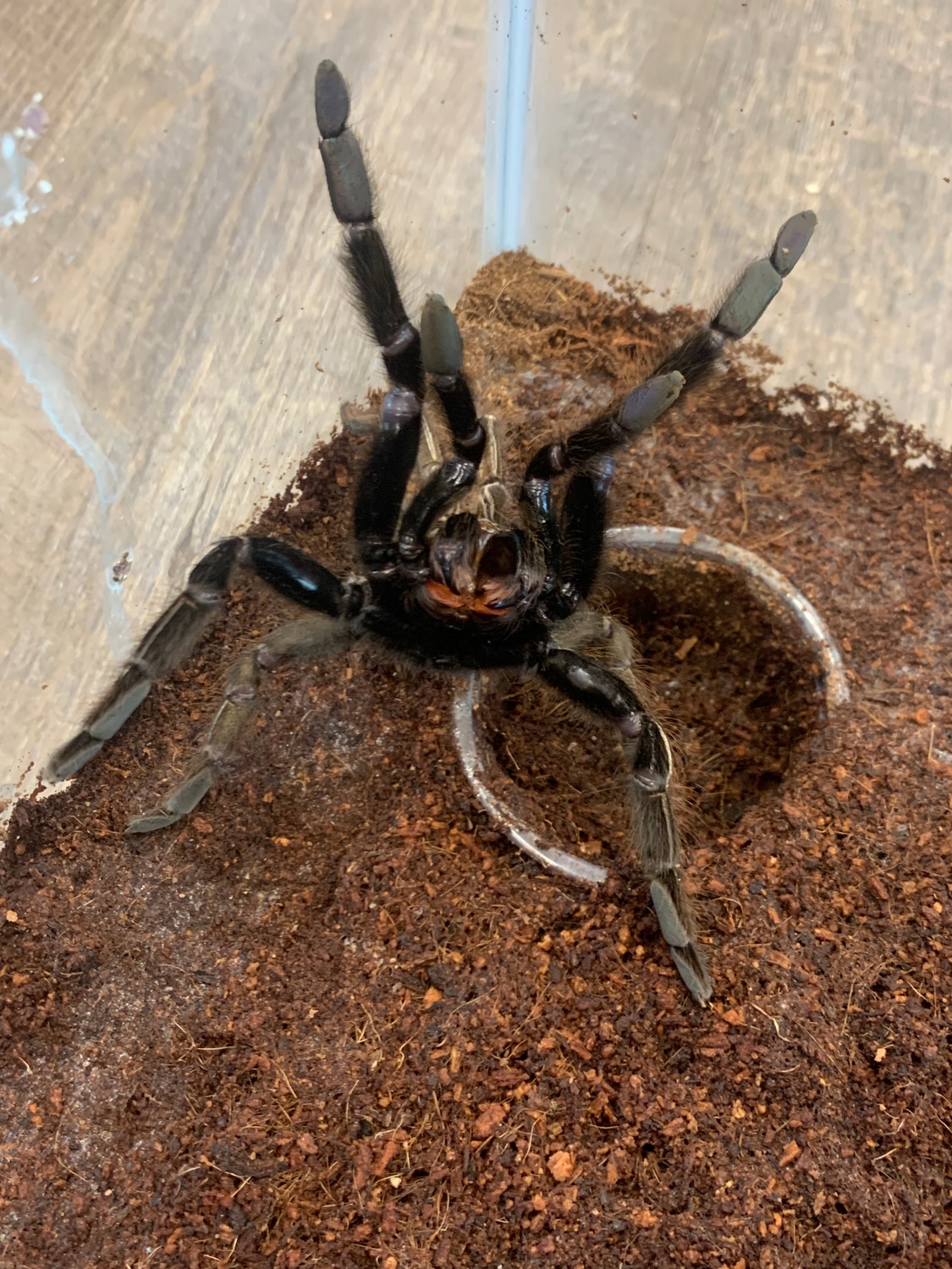 Adult Female Skeleton Leg "Ephebopus Murinus" Tarantula by Cold Blooded ...