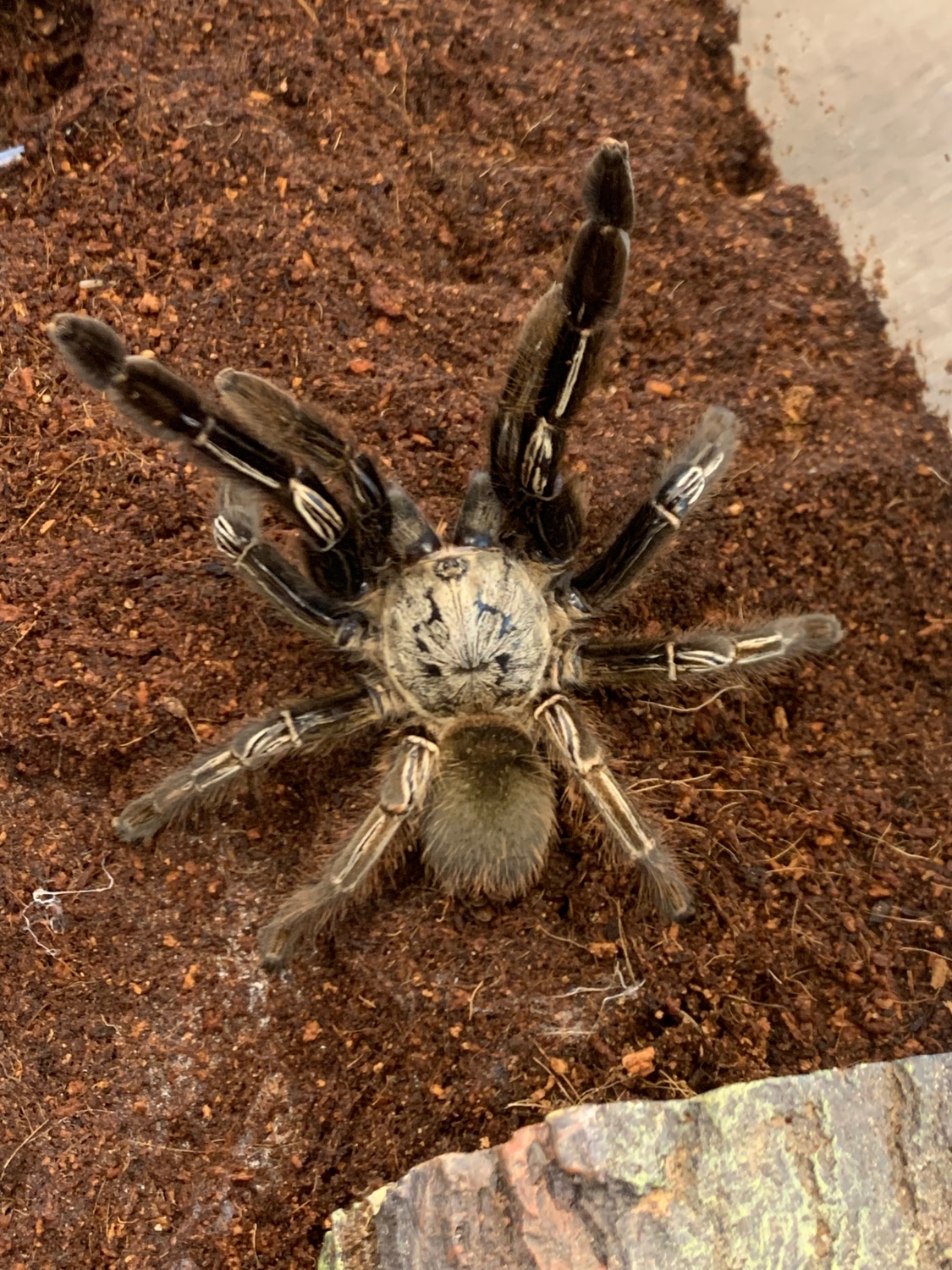 Adult Female Skeleton Leg "Ephebopus Murinus" Tarantula by Cold Blooded ...