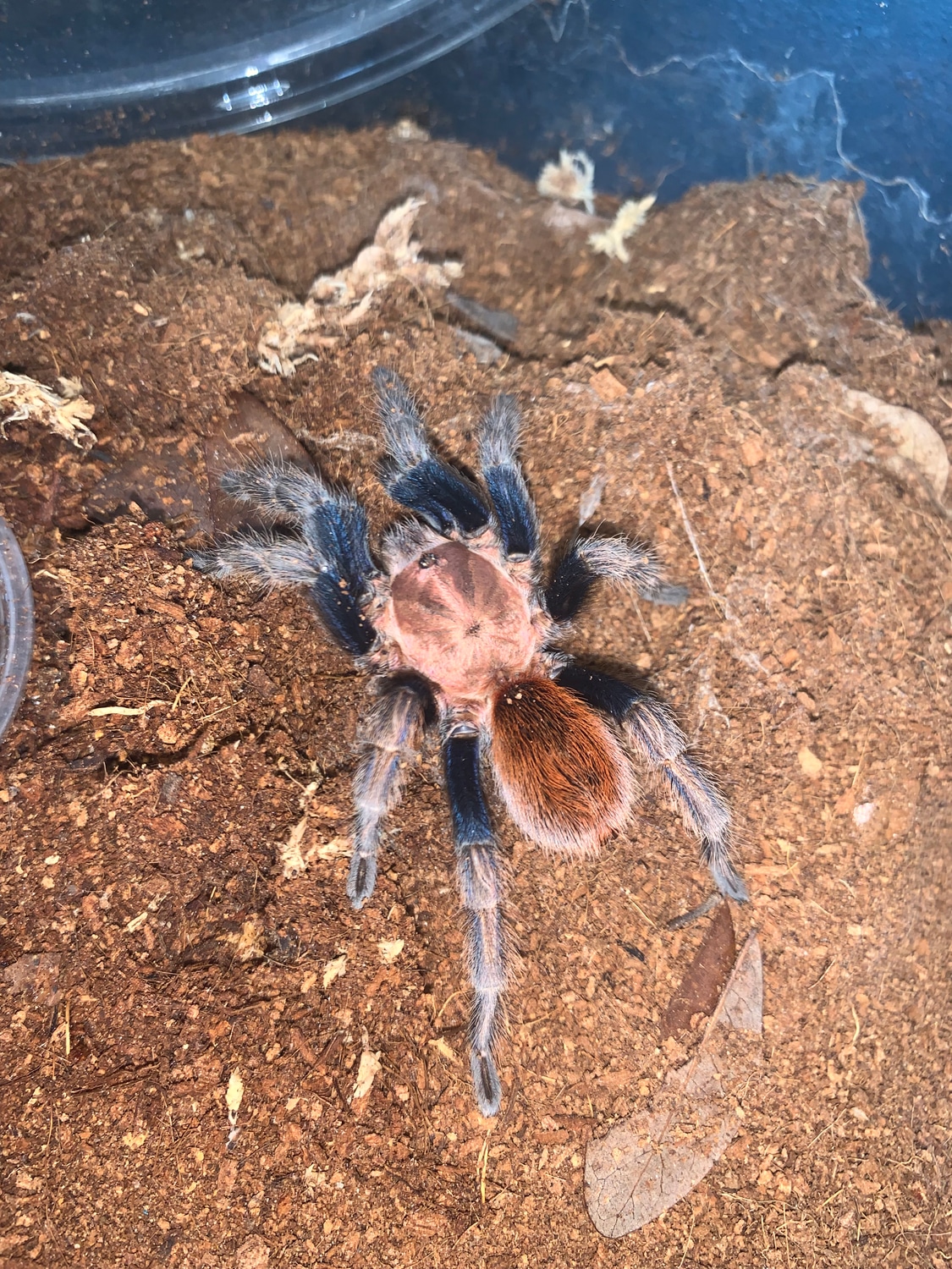 Female Mexican Copper Head "Bonnetina Minax" Tarantula by Cold Blooded ...