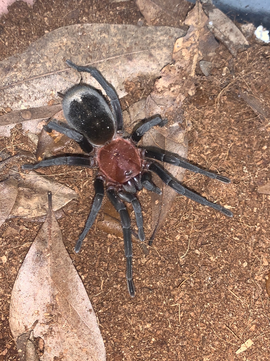 Cabocla Brazilian Red Head "Bumba Horrida" (Ex: Cabocla) Tarantula by ...