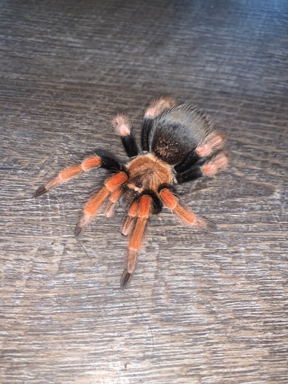 Mexican Fire Leg Tarantula "Brachypelma Boehemi" by Cold Blooded And ...