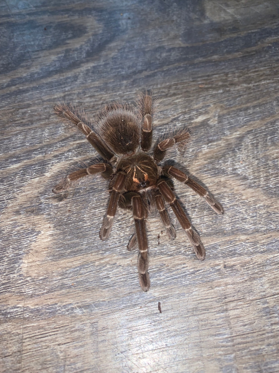 Giant Pink Bloom Tarantula "Pamphobeteus Platyomma" by Cold Blooded And ...