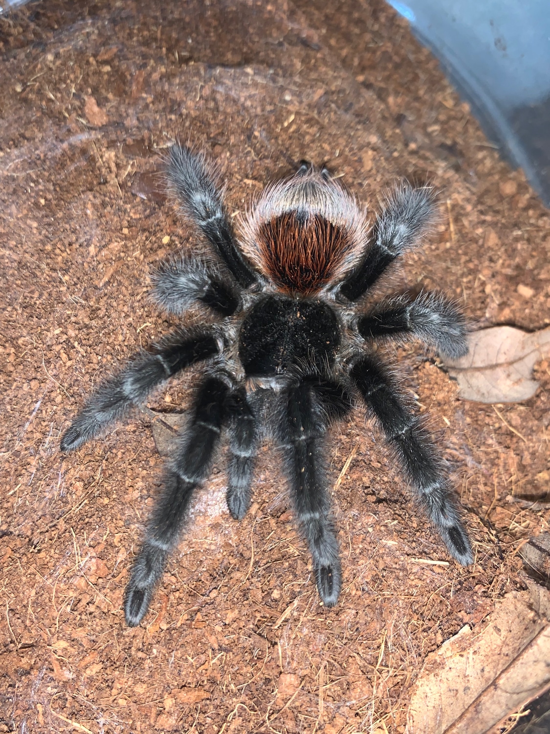 Female Brazilian Woolly Black "Grammostola Actaeon" Tarantula by Cold ...