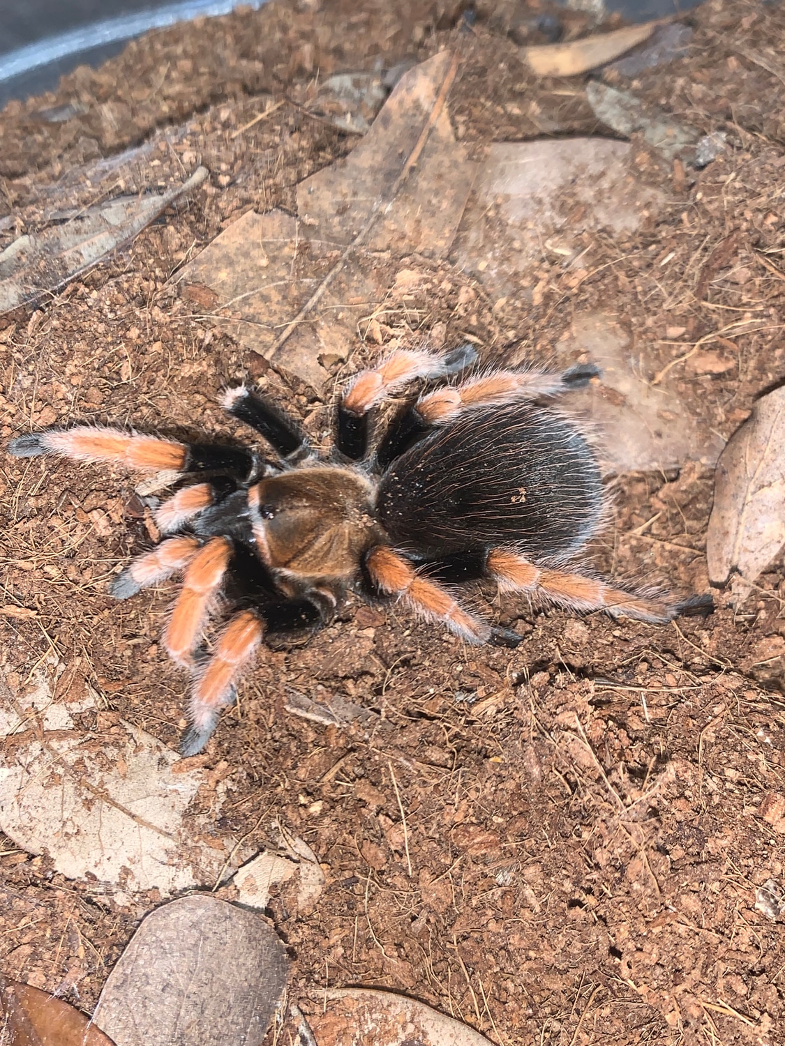 Female Mexican Blood Leg "Aphonopelma Bicoloratum" Tarantula by Cold ...