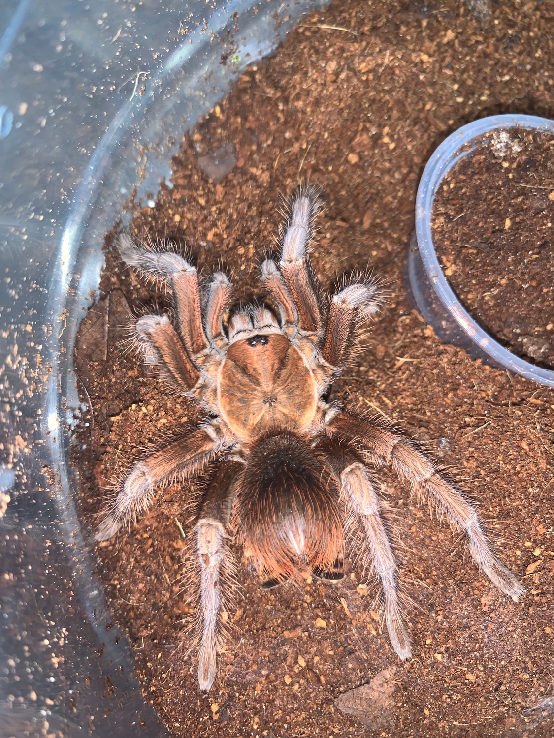 Dominican Violet Tarantula "Phormictopus Sp. Cautus" by Cold Blooded ...