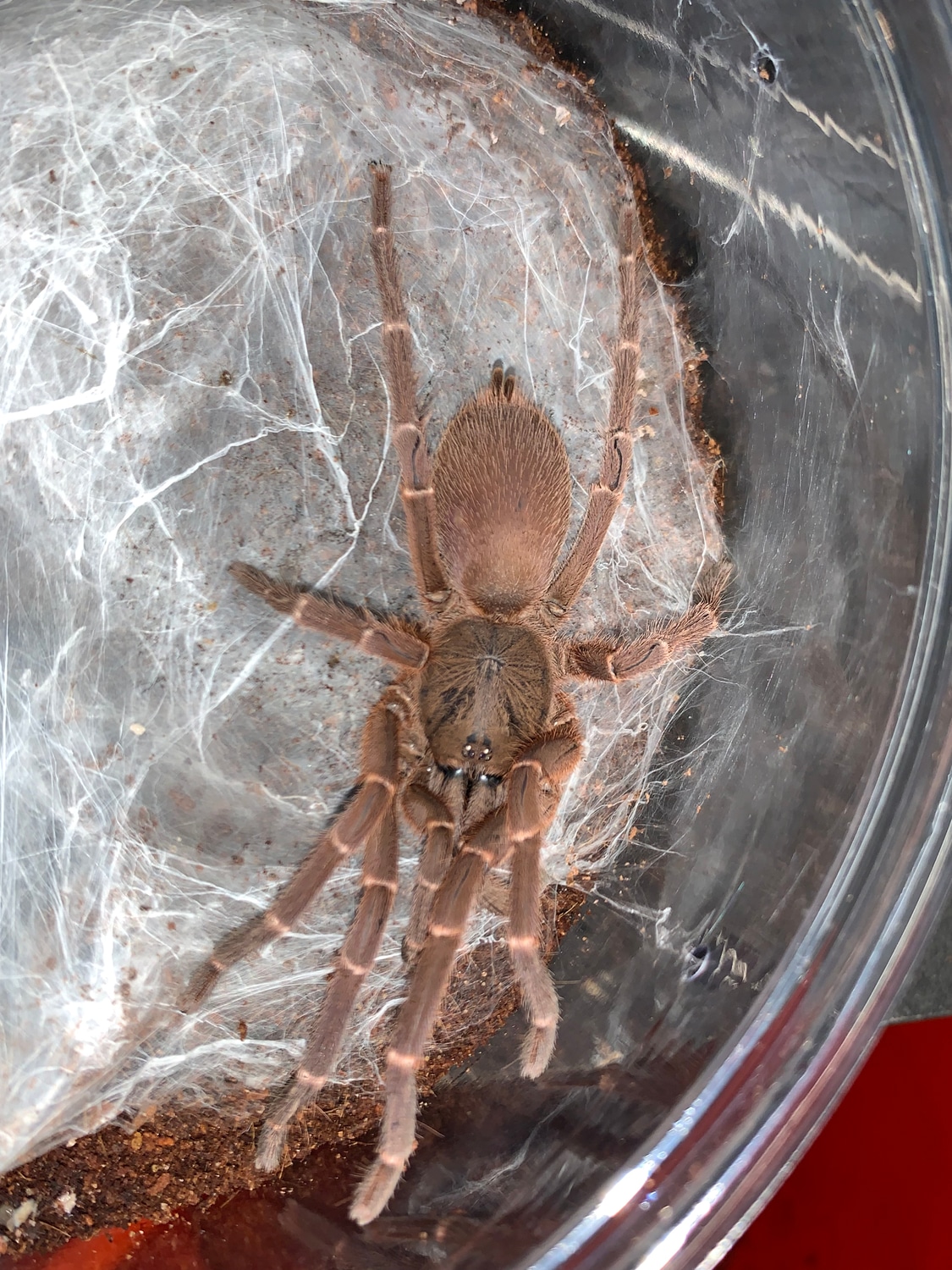Female Philogiellus Obscurus Tarantula by Cold Blooded And Bizarre ...
