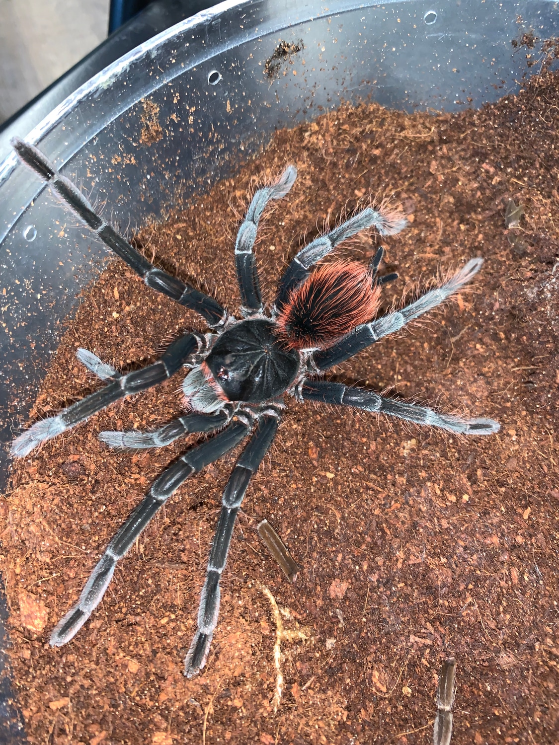 Female Peruvian Red Bloom Bird-Eater "Pamphobeteus Petersi" Tarantula ...