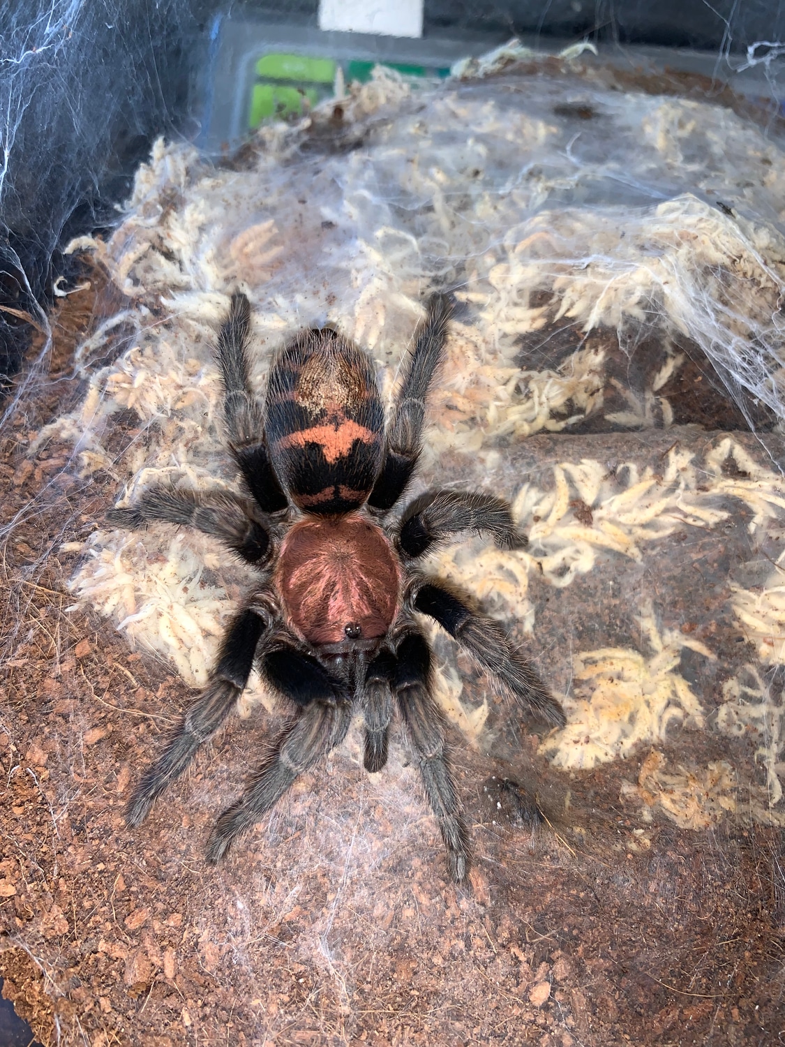 Mature Female Guatemalan Tiger Rump "Davus Pentaloris" Tarantula by ...