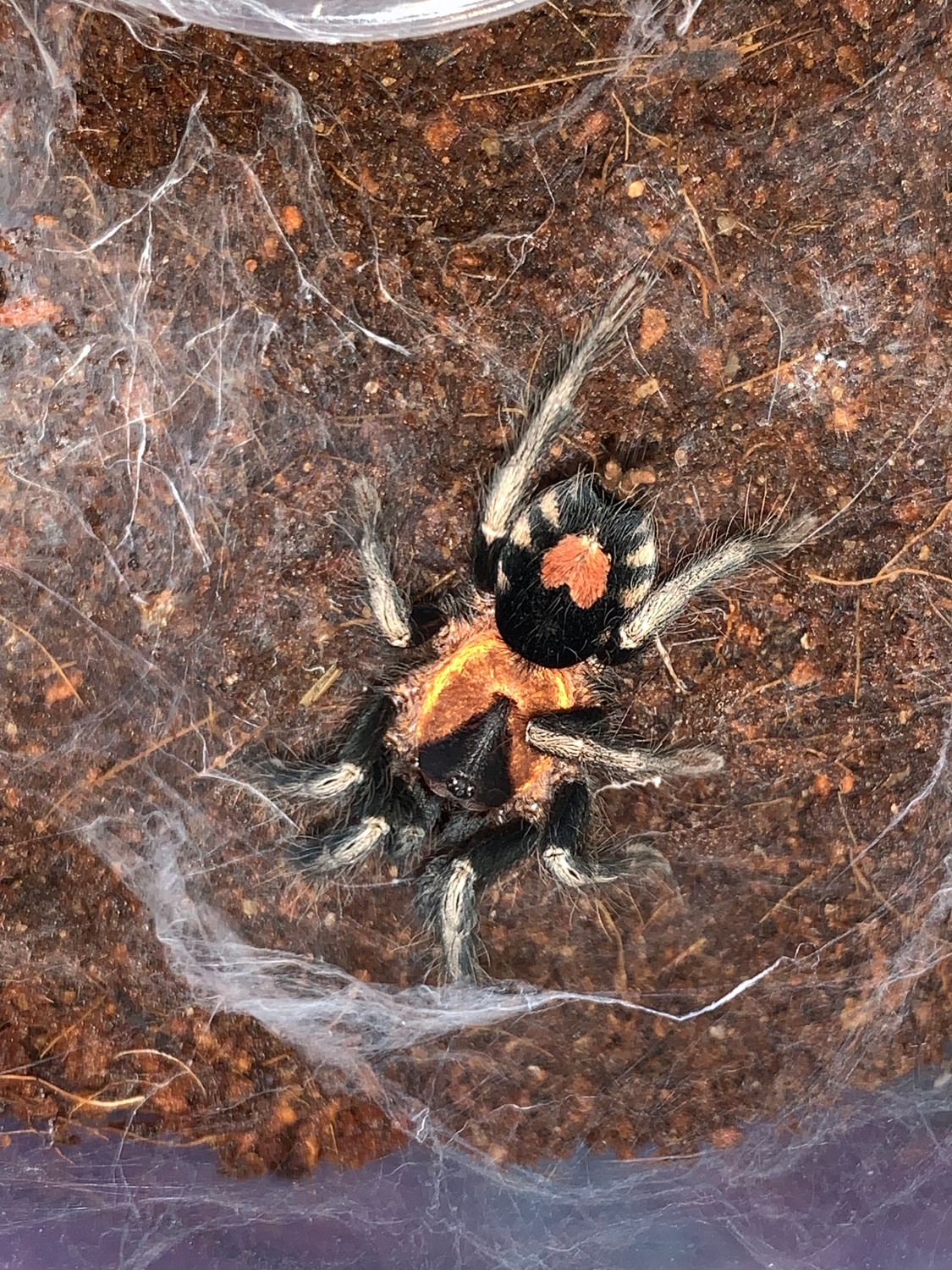 Female Colombian Dwarf Beauty "Cyriocosmus Leetzi" Tarantula by Cold Blooded And Bizarre ...