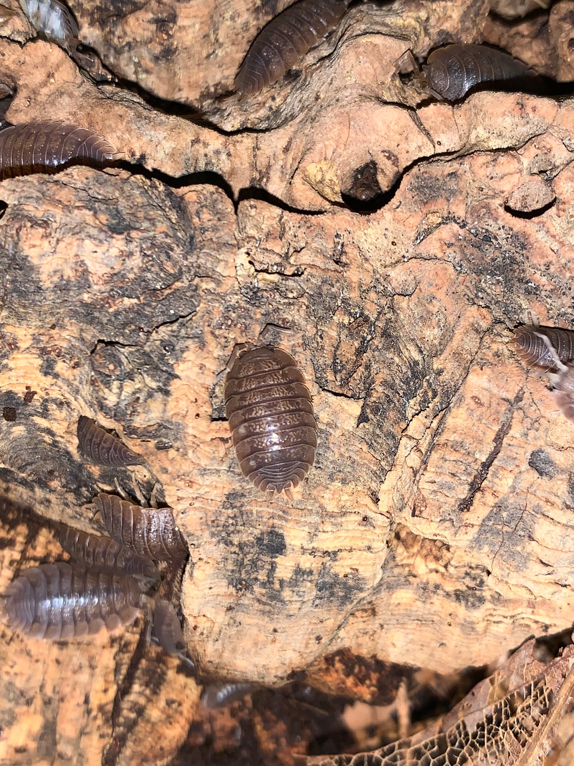 Giant Grand Canyon "Porcellio Dilatatus" Isopod by Cold Blooded And ...