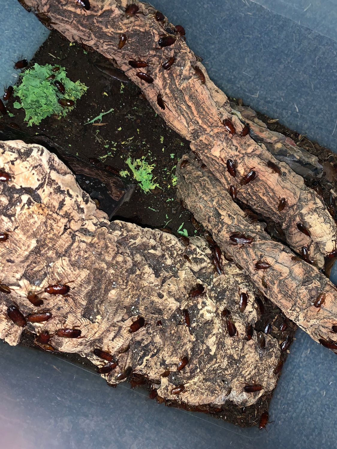 Red Goblin Roaches "Paratemnopteryx Couloniana" Other Invertebrate by ...