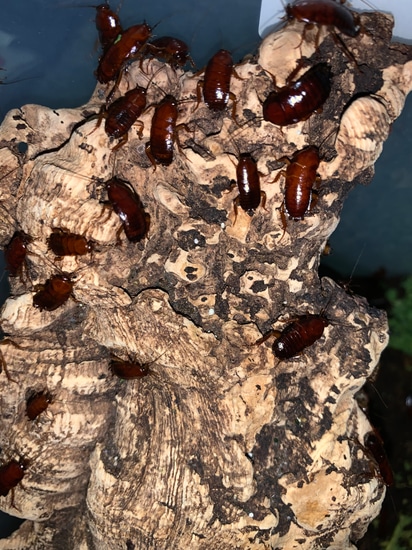 Red Goblin Roaches "Paratemnopteryx Couloniana" Cockroach by Cold ...