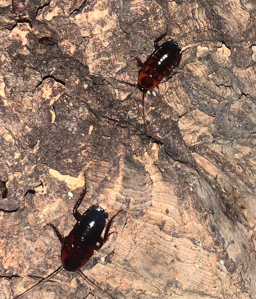 African Bullet Roach "cf. Neostylopyga Propinqua" Cockroach by Cold ...