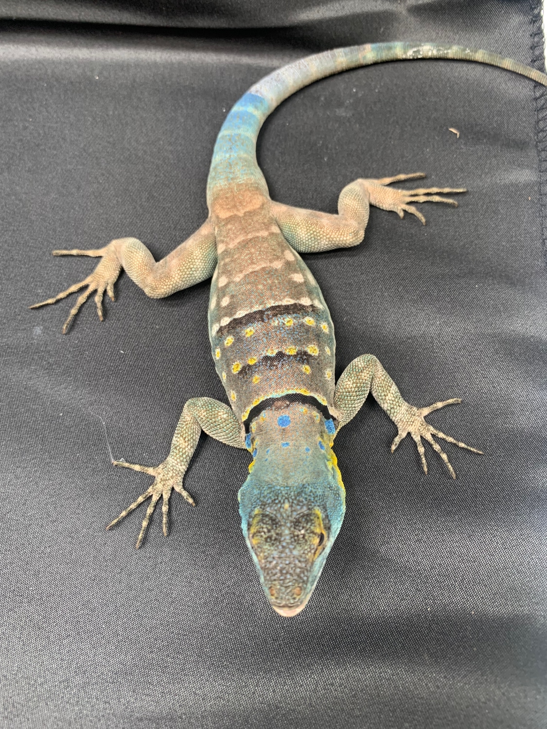 2021 Baja Blue Rock Lizard "Petrosaurus Thalassinus" Suspected Male ...