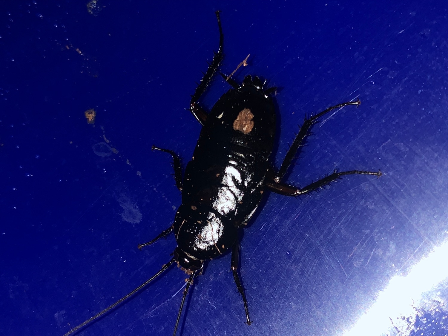 Periplaneta Americana "Black" Cockroach by Cold Blooded And Bizarre ...