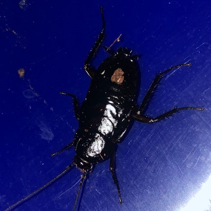 Periplaneta Americana "Venom" Cockroach by Cold Blooded And Bizarre ...