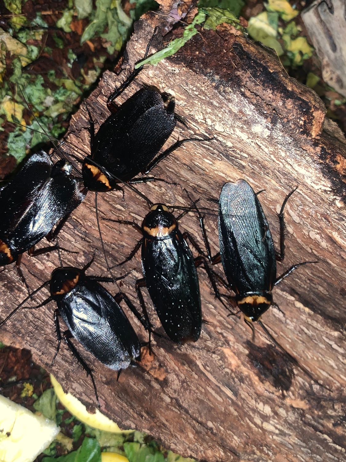 Periplaneta Americana "Venom" Cockroach by Cold Blooded And Bizarre ...