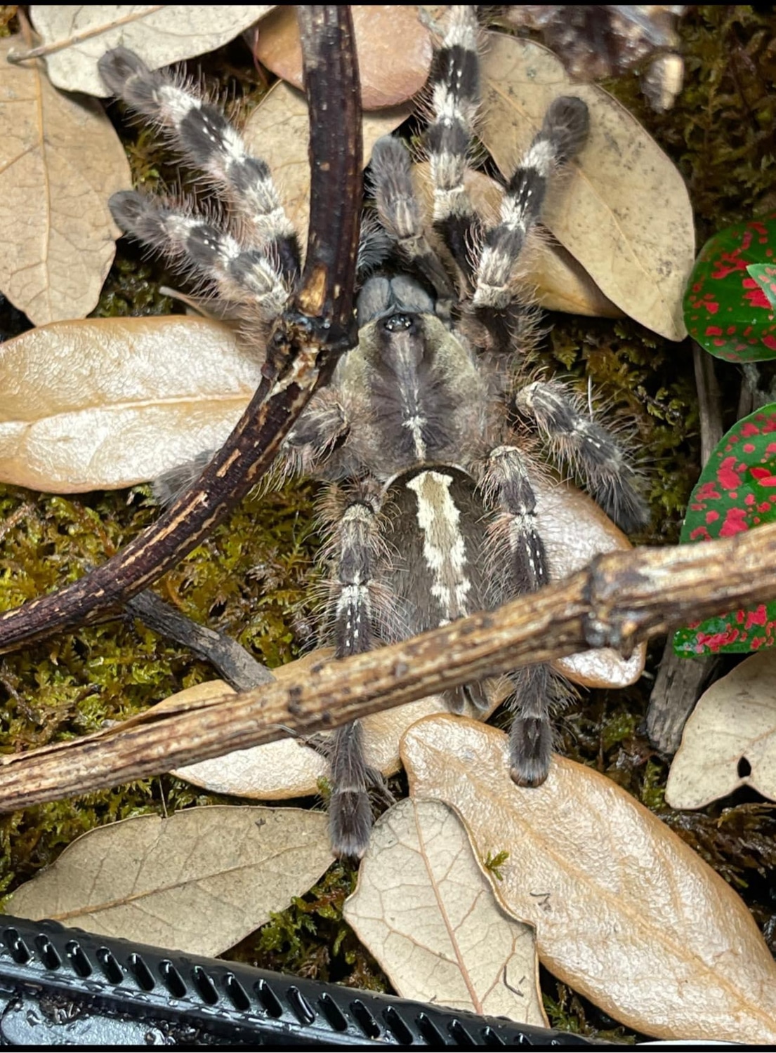 Poecilotheria Tigrinawesseli “Wessel's Tiger Ornamental ” Tarantula by ...