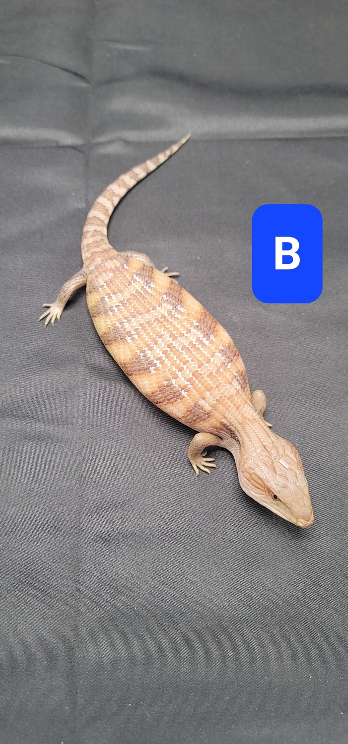 2022 CB Sunset Cross Northern Blue-Tongued Skink by Cold Blooded And Bizarre - MorphMarket