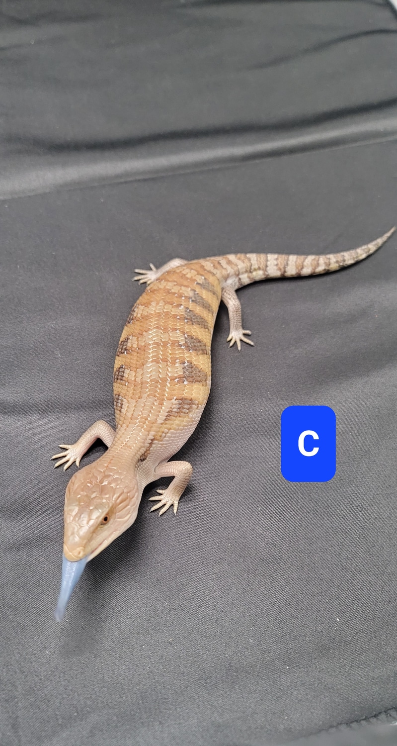 2022 Baby CB Sunset Cross Northern Blue-Tongued Skink by Cold Blooded ...