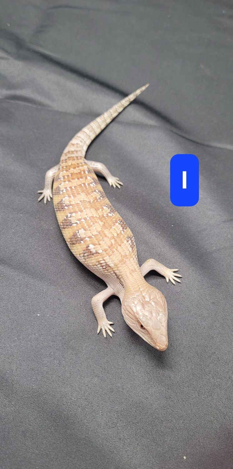 2022 CB Sunset Cross Northern Blue-Tongued Skink by Cold Blooded And ...
