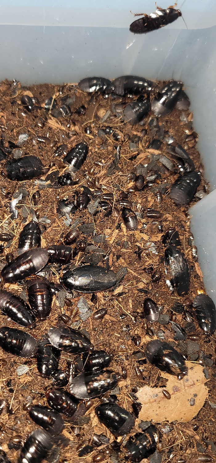 12ct Shadow Roaches 'Pycnoscelus Nigra' Other Invertebrate by Cold ...