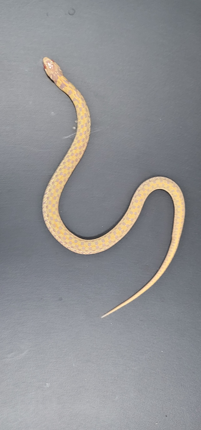 2022 Male Albino Checkered 'Thannophis Marcianus' Garter Snake by Cold ...