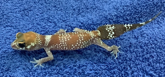 2022 Australian Barking Gecko “Nephururus Milli” Knob-Tailed Gecko by ...