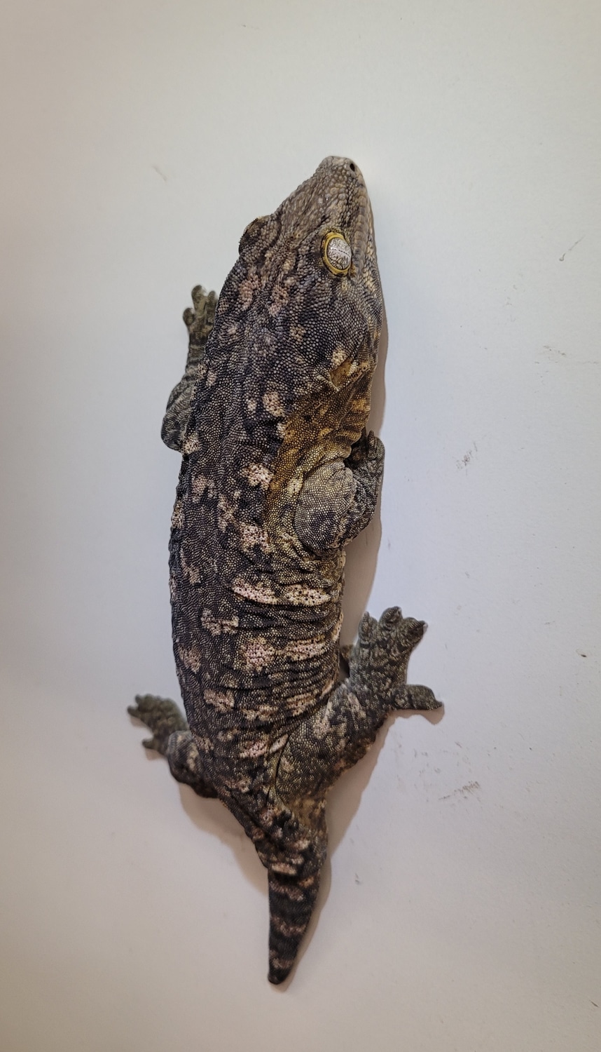 2020 Female Pine Island Leachie Gecko Leachianus Gecko by Cold Blooded ...