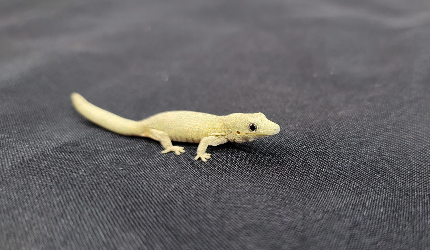 2022 CB Chameleon Gecko ' Occidentalis' Eurydactylodes Gecko by Cold ...