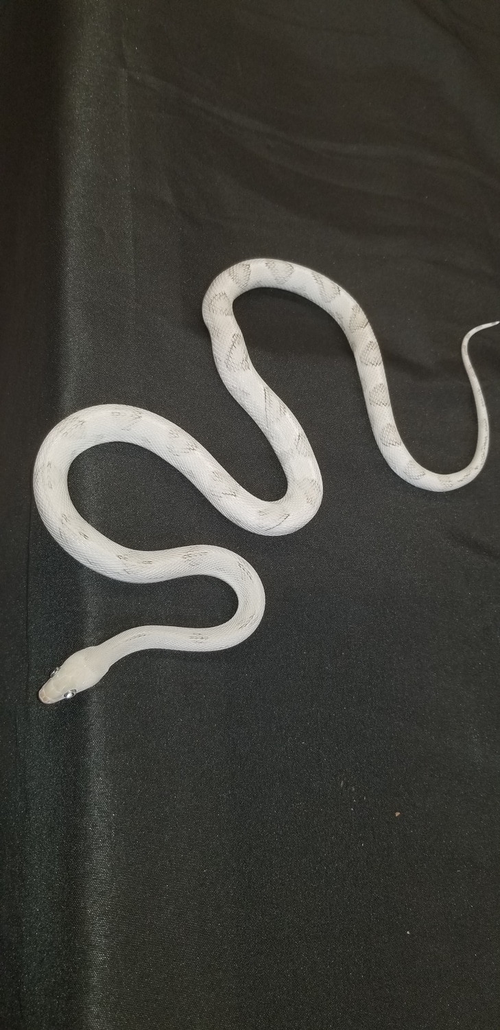 Silver - Captive Bred Trans-Pecos Rat Snake by Cold Blooded And Bizarre ...